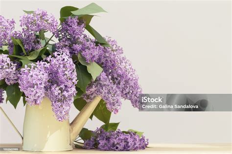 밝은 배경에 나무 테이블에 라일락의 꽃다발오래된 빈티지 급수 캔의 형태로 꽃병 0명에 대한 스톡 사진 및 기타 이미지 0명