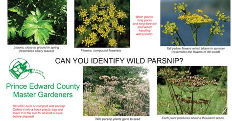 Visit The Lawn And Garden Experts Prince Edward County News Countyliveca