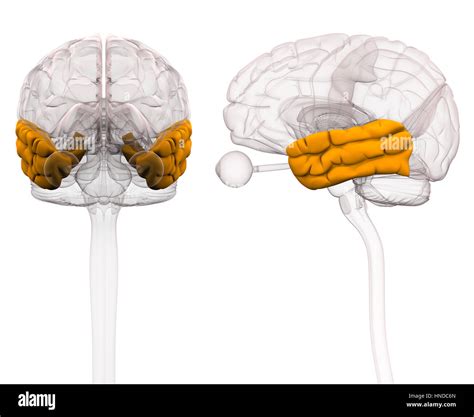 Temporal Cortex