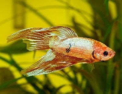 Cómo se Reproducen los Peces Betta Queanimal