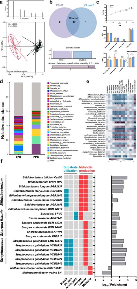 The Bifidobacterium Dominated Fecal Microbiome In Dairy Calves Shapes