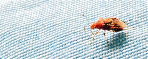 Bed Bug Control Derby Clearfirst Pest Control