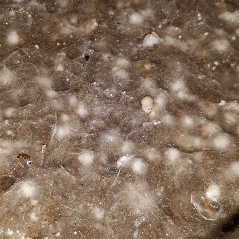 [actives] My First Pin Ever R Mushroomgrowers