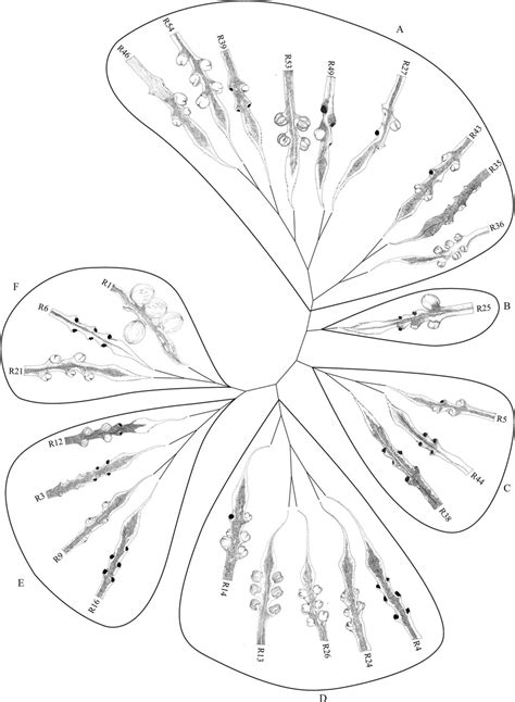 Dendrogram Generated By Ward Linkage Method Based On Euclidean Distance