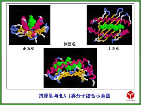 Major Histocompatibility Complex Mhc And Its Encoding Molecules Ppt