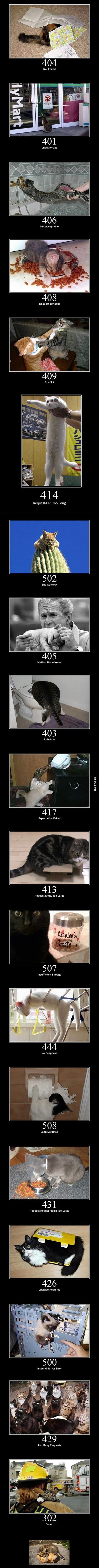 Response Codes Explained With Cats