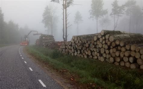 Hungary Eases Logging Rules To Prepare For Energy Shortages Global