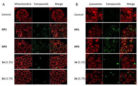 Colocalization Experiments Mcf 7 Breast Cancer Cells Incubated For 20