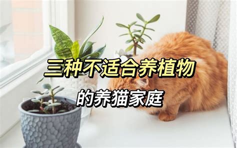 有毒没毒都别养 哔哩哔哩