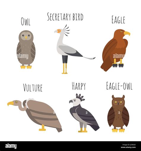 Vector Set Of Colorful Birds Of Prey Icons Owl Vulture Eagle And