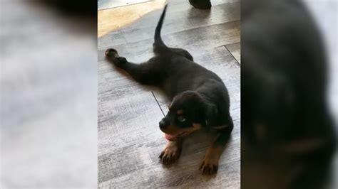 Owner Refused To Give Up On A Pup With A Limp And Now He Is Running