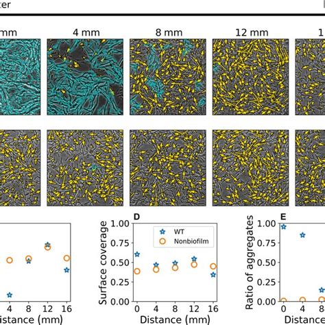 Wt Versus Nonbiofilm Mutant Snapshots Of A The Wt And B The