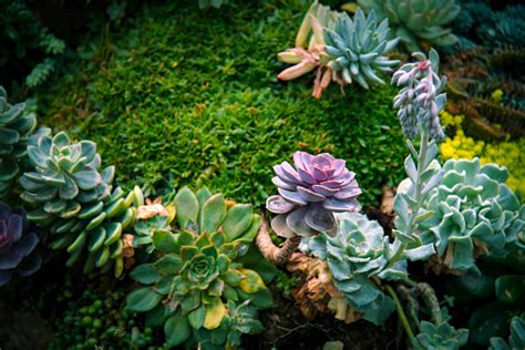 暗い背景に熱帯緑の葉自然林植物コンセプト まぶしいのストックフォトや画像を多数ご用意 まぶしい クローズアップ コンセプト