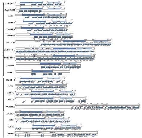 Composition And Distribution Of Domain Structures And Conserved Motifs