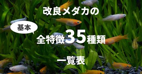 改良メダカの全特徴35種類の一覧表 メダカの特徴 改良メダカweb図鑑
