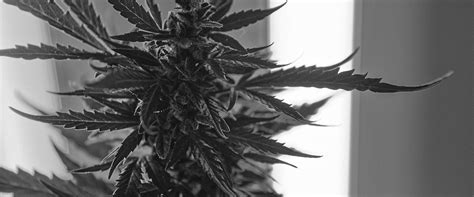 So You Want To Grow Check Out These Top 10 Weed Strains Audiokush