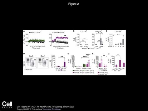 cd103 dendritic cells control th17 cell function in the lung ppt