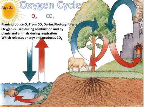 Understanding The Oxygen Cycle A Simplified Diagram