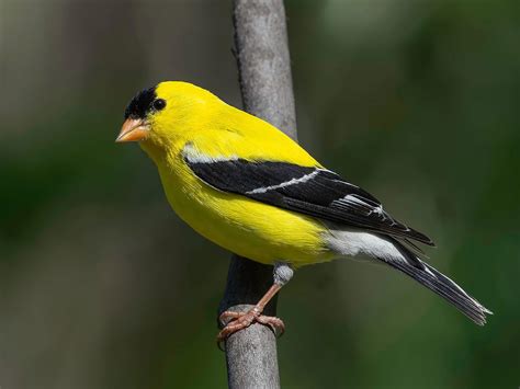 Do American Goldfinches Migrate Birdfact