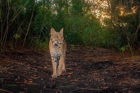 Bobcat Habitat Exploring Diverse Range From Forests To Suburbs