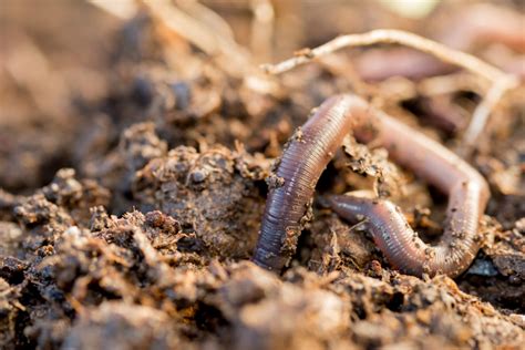 Regenwormen In De Tuin 5 Redenen Waarom Regenwormen Zo Belangrijk Zijn
