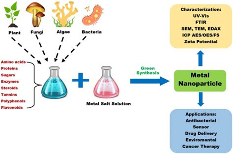 The Biological Synthesis Scheme Of Metal Nanoparticles Download