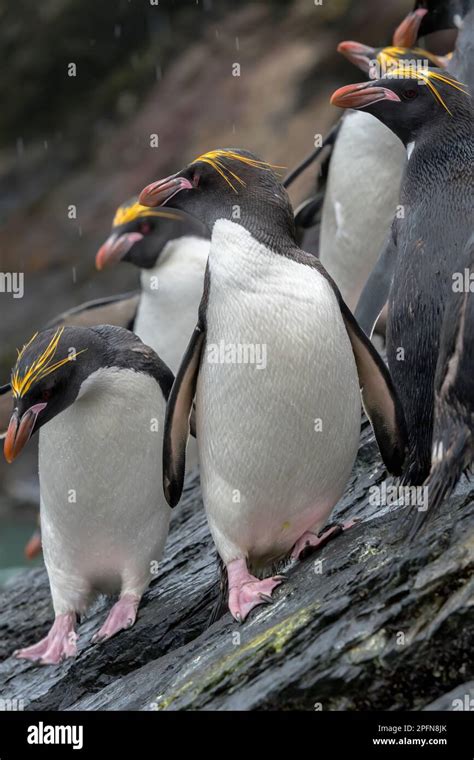 South Georgia Cooper Bay Macaroni Penguins Eudyptes Chrysolophus