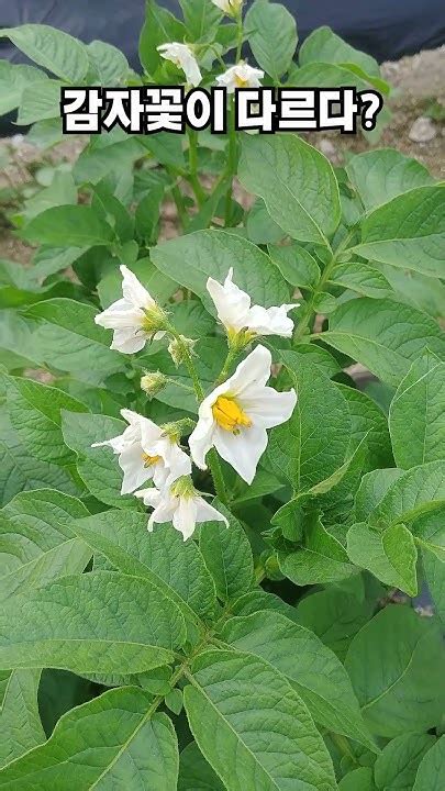 감자꽃이 다르다 Farming 귀농귀촌 농사 시골 봄 감자 감자꽃 Youtube