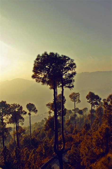 Free Images Landscape Tree Nature Forest Path Outdoor Horizon