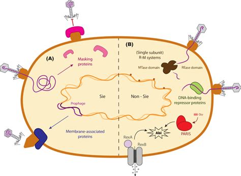 Phage Derived Defense Systems A Superinfection Exclusion Systems Download Scientific Diagram