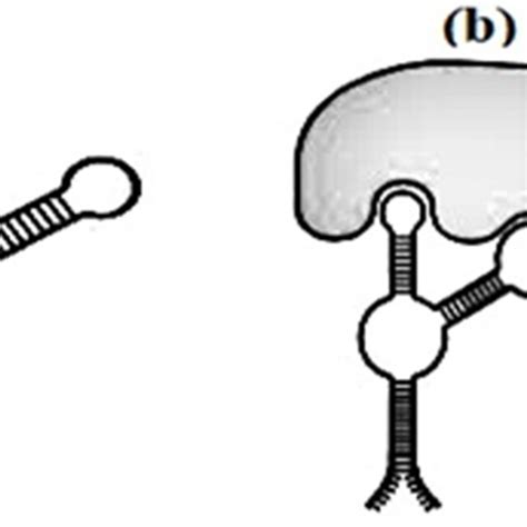The Secondary Structure Of The Aptamer A And Aptamer With Marker B