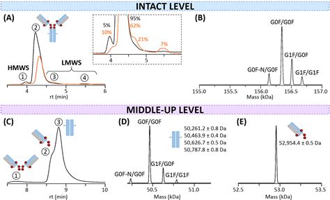 A Combination Of Native Lc Ms Approaches For The Comprehensive Characterization Of The Antibody
