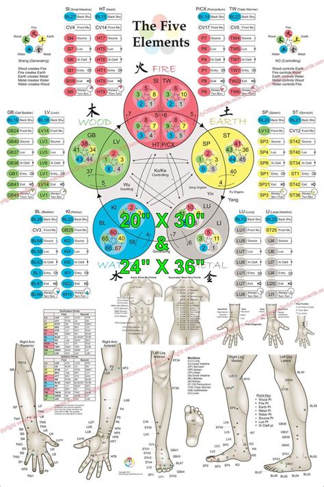 Five Elements Acupuncture Poster 20 X 30 Or 24 X 36 Command And