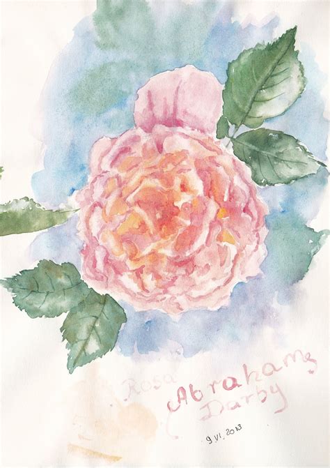 watercolors and books: Róża Abraham Darby. Rose Abraham Darby.