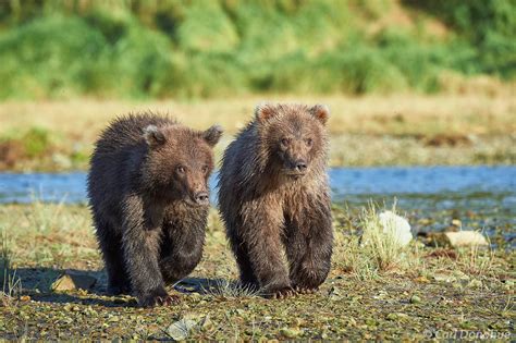 Cute Grizzly Bear Cubs