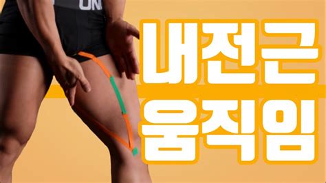 [ep 13] 내전근 움직임 허벅지 안쪽 운동 근육의 움직임 웨이트 트레이닝 기시점 정지점 Youtube