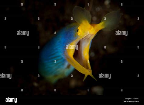 Blue Ribbon Eel Rhinomuraena Quaesita Head On View Tulamben Bali
