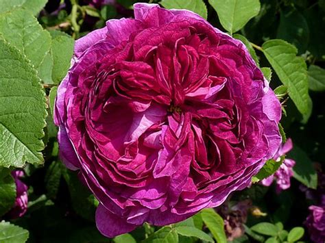 Alte Rosen Wikipedia