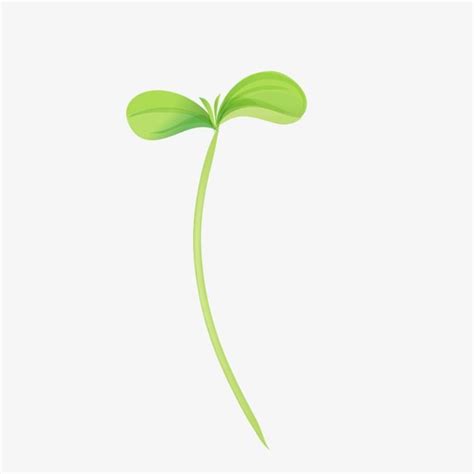 새싹 일러스트 푸른 싹 새싹 콩나물 Png 일러스트 및 Psd 이미지 무료 다운로드 Pngtree 새싹 꽃 꽃 정원