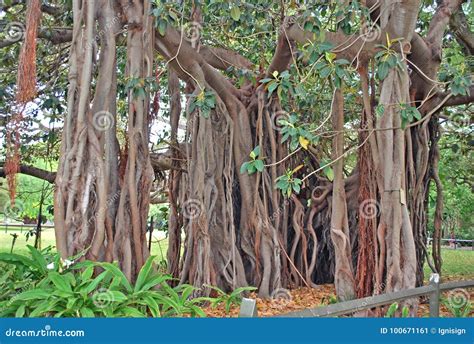 Ficus Macrophylla F Columnaris With Distinguishing Feature Of Its Lack
