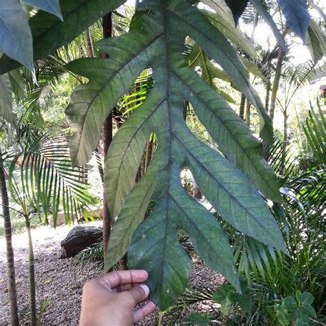 Haribon — Antipolo Artocarpus Blancoi On Campus Of First
