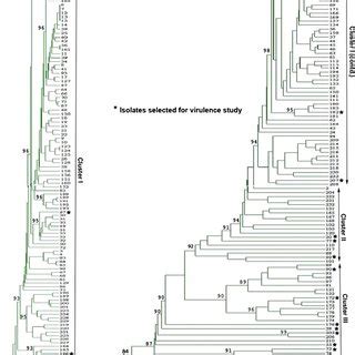 Dendrogram Constructed Using The Unweighted Pair Group Method With