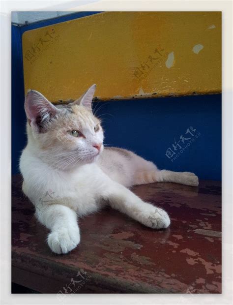侯峒的猫图片素材 编号09771014 图行天下