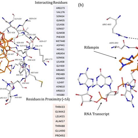 A Interatomic Interactions Of Rifampin Orange With The β Subunit Of Download Scientific
