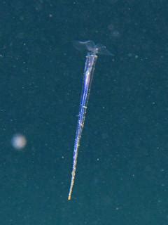 ウキヅノガイ Izuzuki海の生き物大図鑑 笑