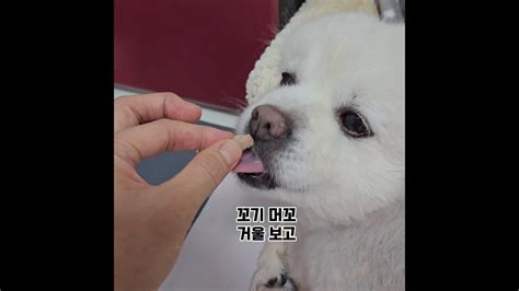 고기 먹는데 거울은 왜봐 ㅋㅋ 집사야 나 너무 귀엽게 생긴거 같아 ㅋ 스피츠강아지 강아지일상 Youtube