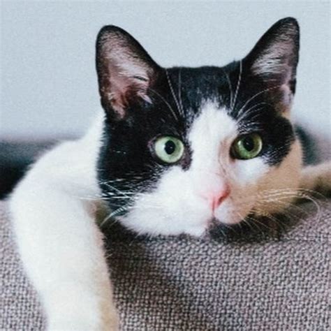 Funny Animal Youtube