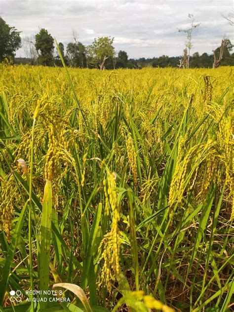 မိုင်းနောင်မြို့တွင် မိုးစပါးမျိုးစေ့ထုတ်စိုက်ခင်းများအား ကွင်းဆင်းစစ်ဆေးခြင်းများ ဆောင်ရွက