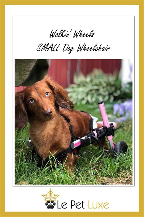 Walkin Wheels Small Dog Wheelchair Dog Wheelchair Dogs Pet Helpers