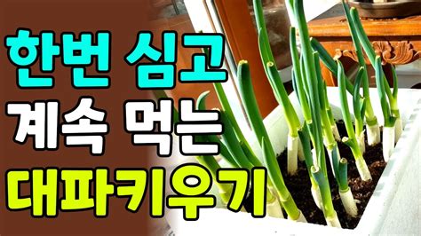대파뿌리 스티로폼에 심고 계속먹는 꿀팁 먹고남은 대파 버리지마세요💚 Youtube